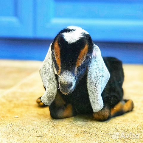 100 англо-нубийский козлёнок