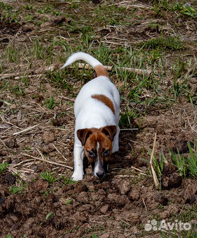 Щенок джекрассела девочка Жекка подрощенная