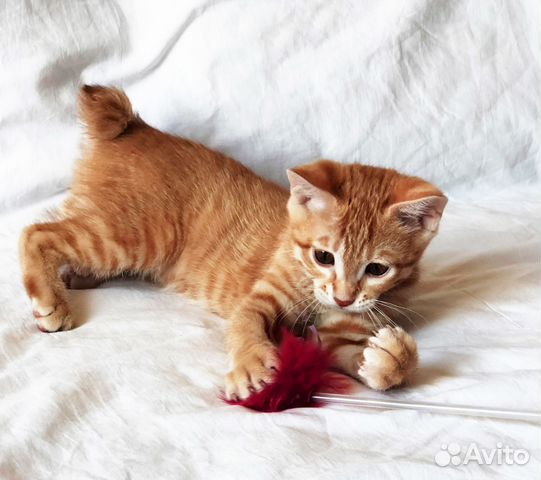 Короткошерстные котята курильского бобтейла