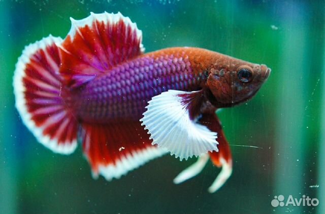 Петушок Слоновье Ухо