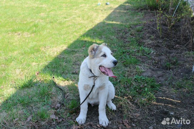 Щенки азиаты, сао