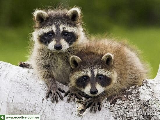 Щенки енота