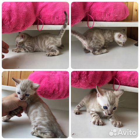 Снежные линксы для разведения