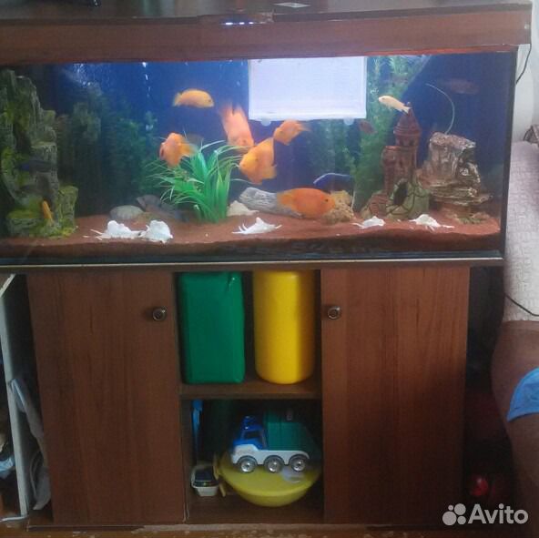 Краб пресноводный