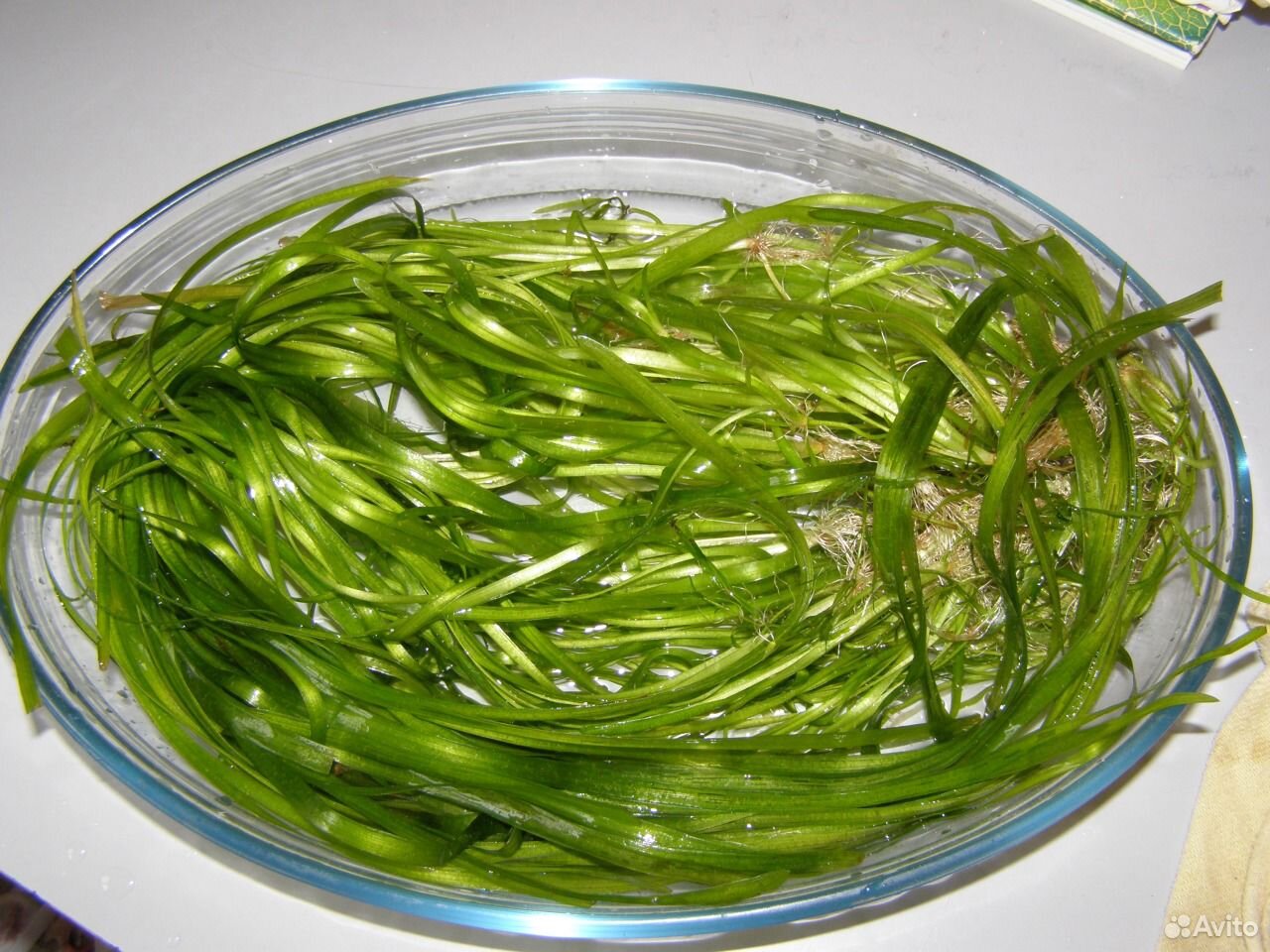 Аквариумная трава валлиснерия
