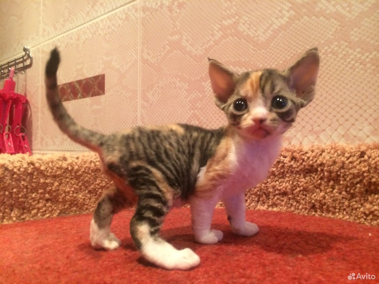 Кошечка Девоночка Навруза
