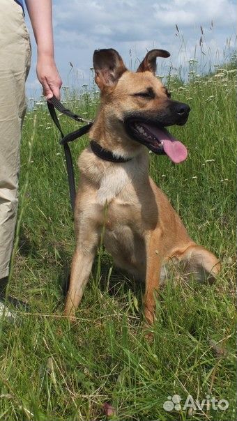 Ищет дом средняя собака Тина