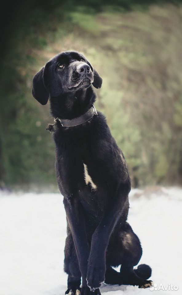 Грациозный метис Дубби ищет дом (метис гончей)