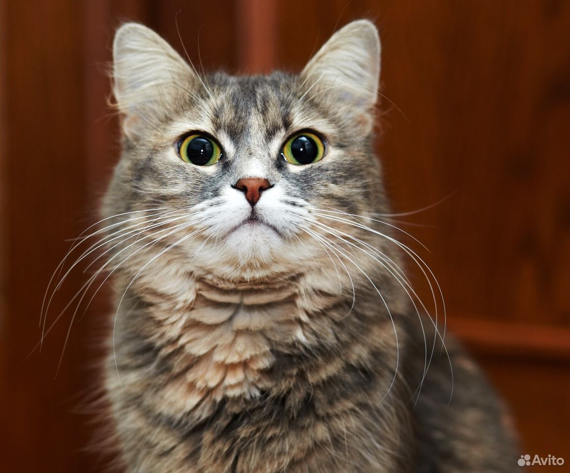Кошка Даша ищет дом