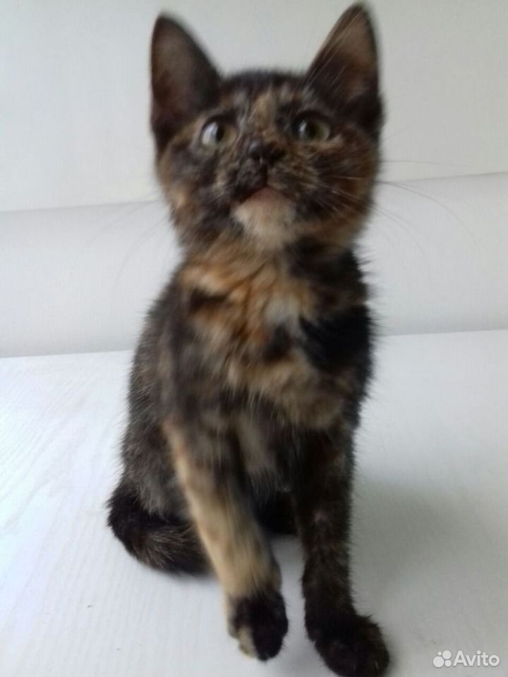 Черри - леди - пёстрый котенок в хорошие руки