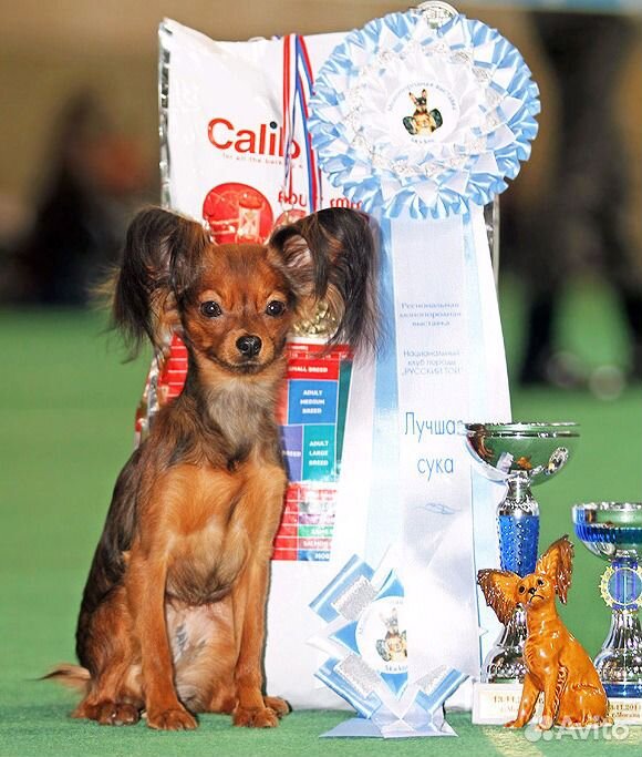 Красивые длинношёрстные щенки от чемпионов