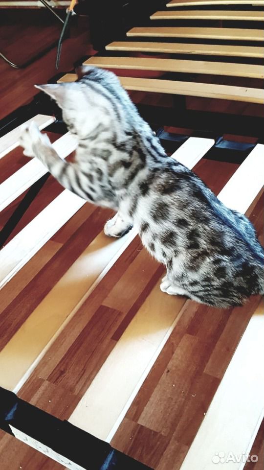 Серебряный Малышик