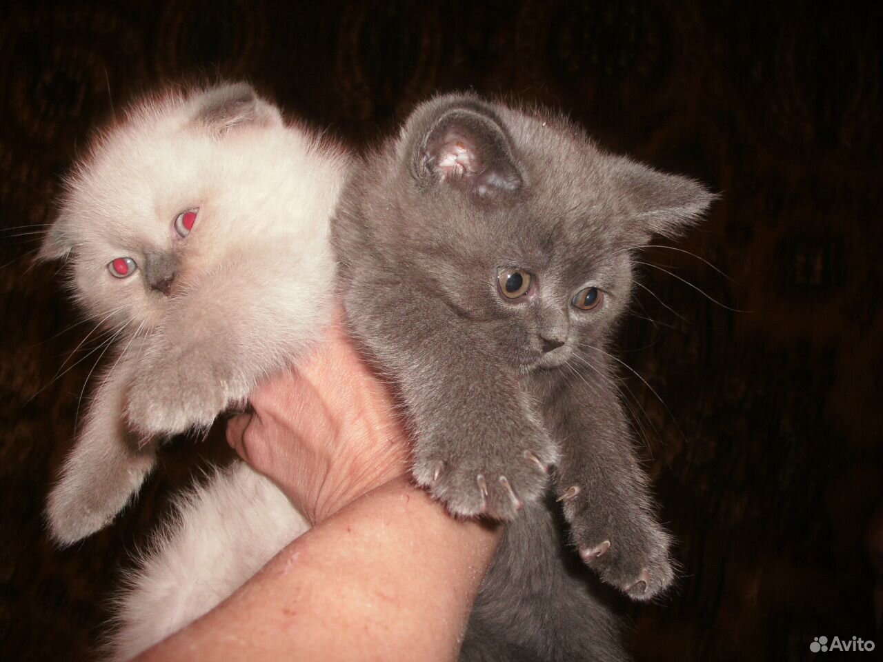 Озорные, игривые, веселые котятки