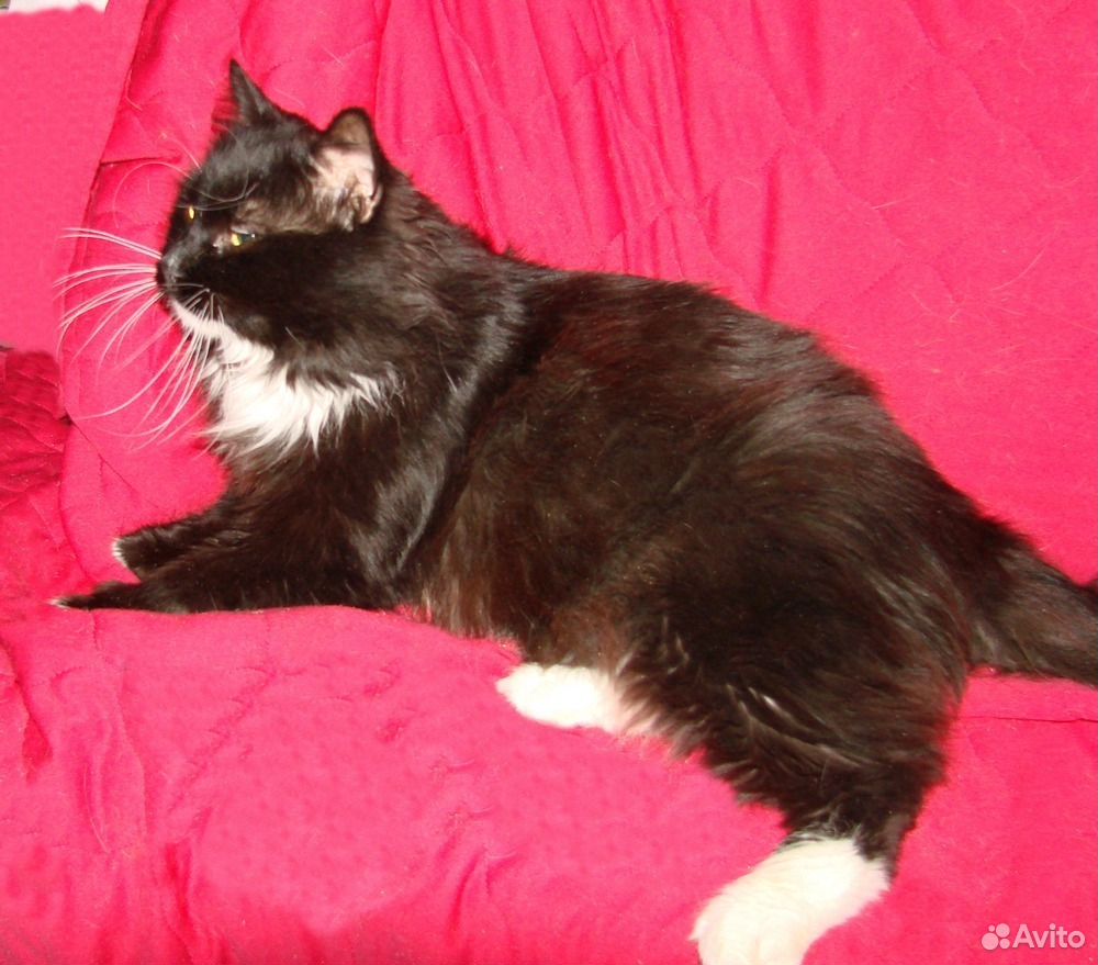 Пушистик Марфа - роскошная кошка в любящие руки