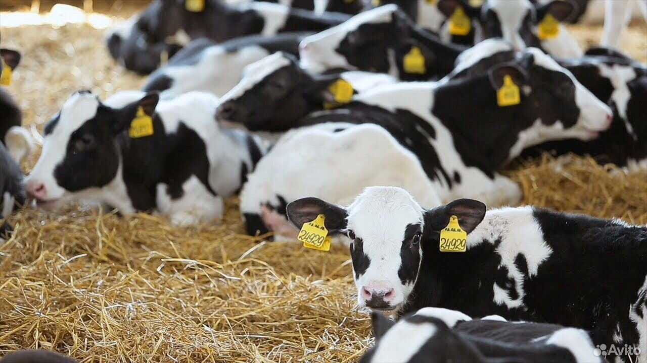 Телята бычки крс с доставкой от 1 месяца