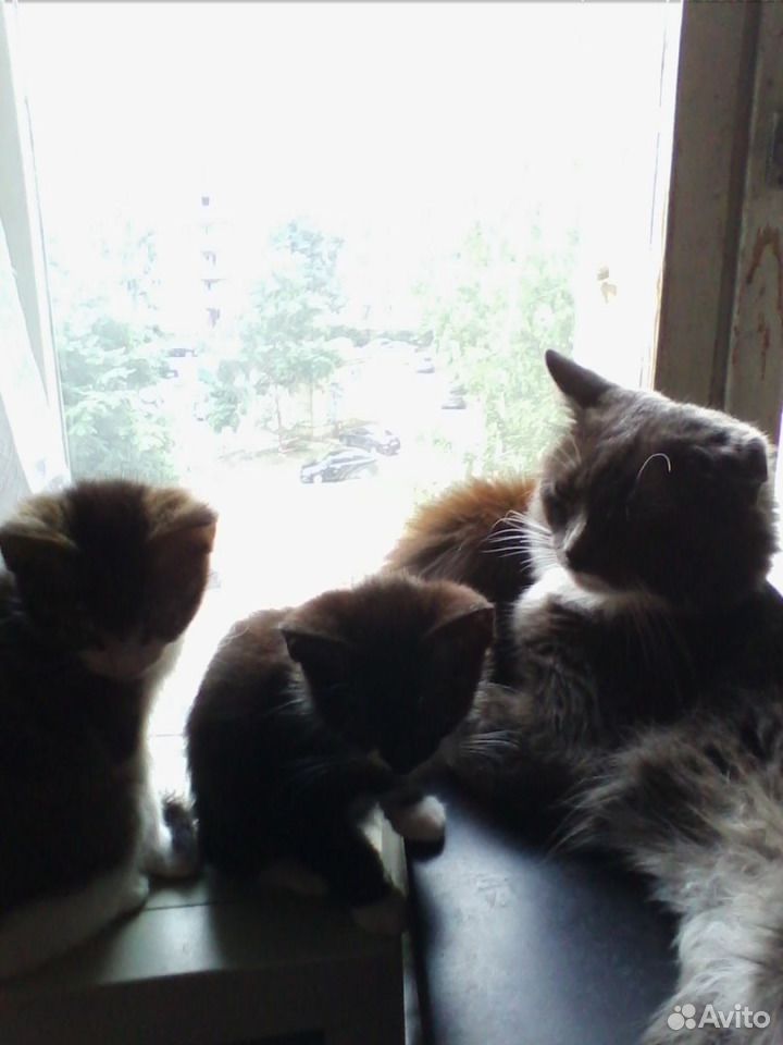 Котята в добрые руки