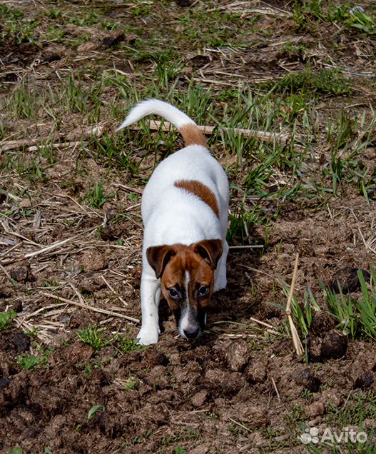 Щенок джекрассела девочка Жекка подрощенная