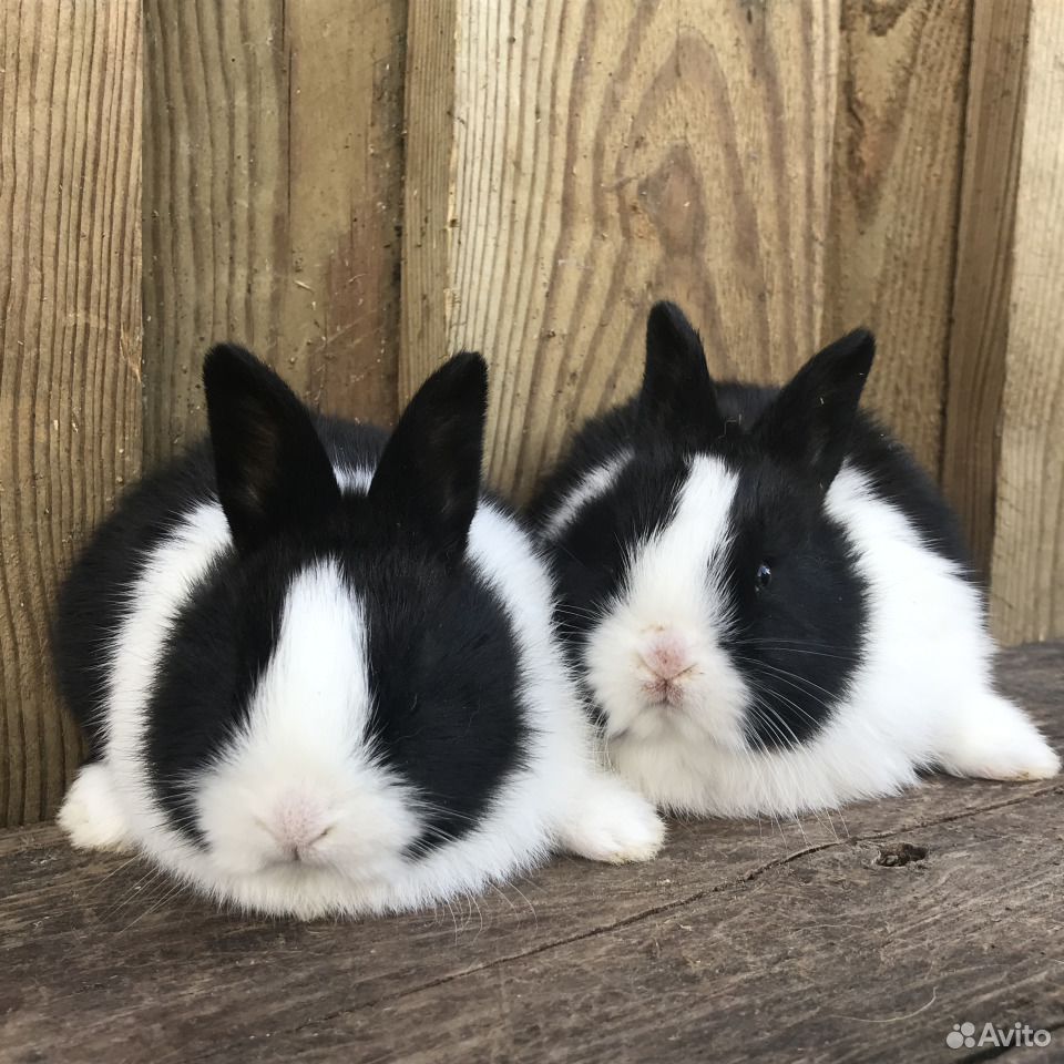 Голландские кролики