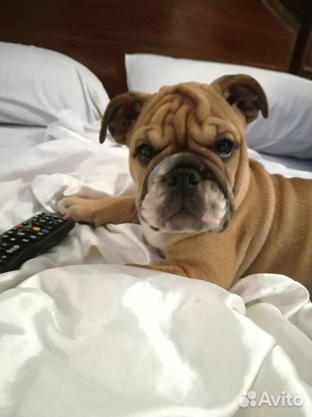 Красавчик Лео