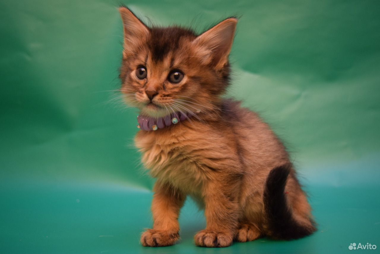 Котята бельчата