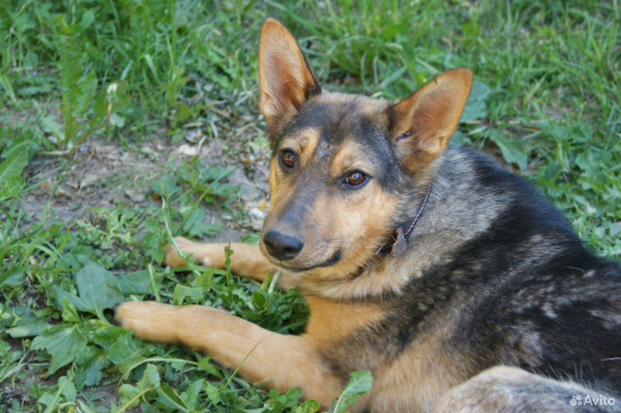 Мини-овчарка ищет дом