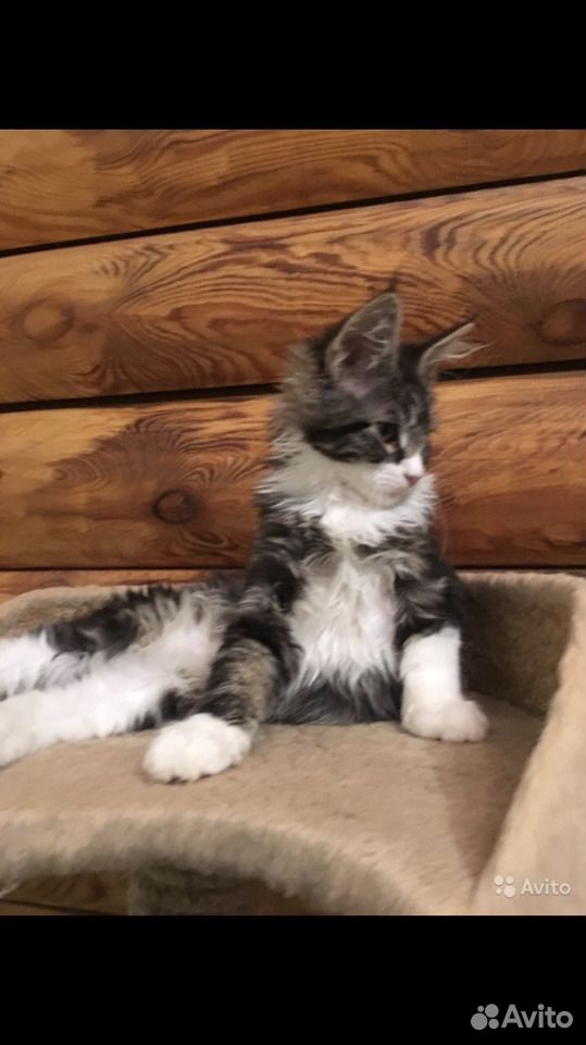 Лео и компания котята Мейн кун