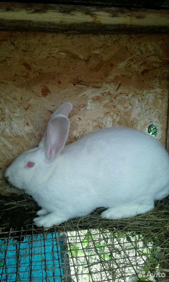 Самец мясной породы белый паннон