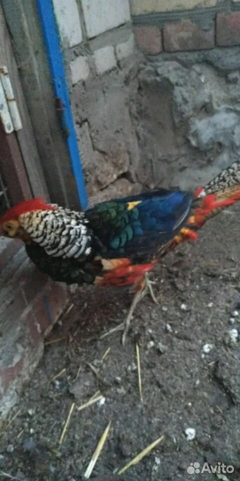 Фазан Алмазный