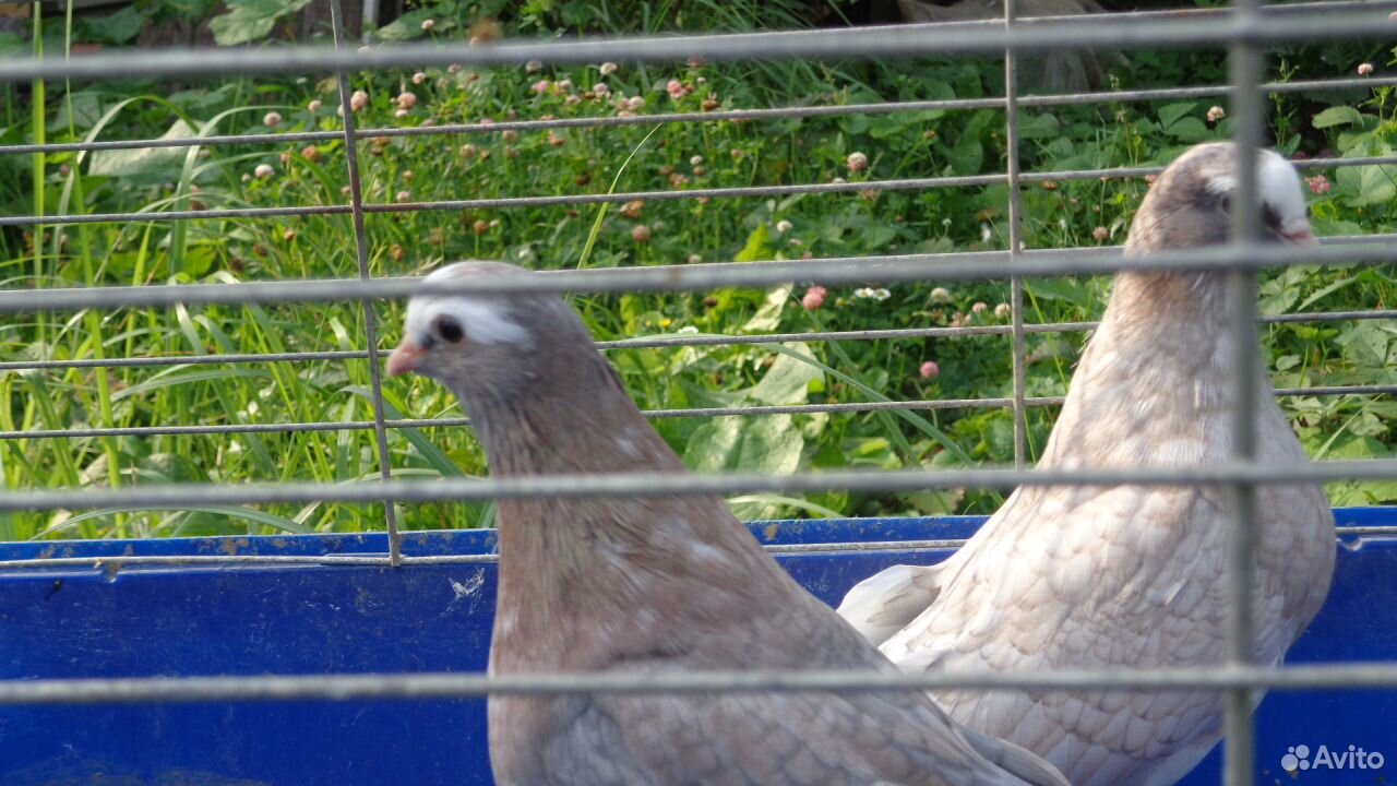 Голуби "Курские", "Бойные"