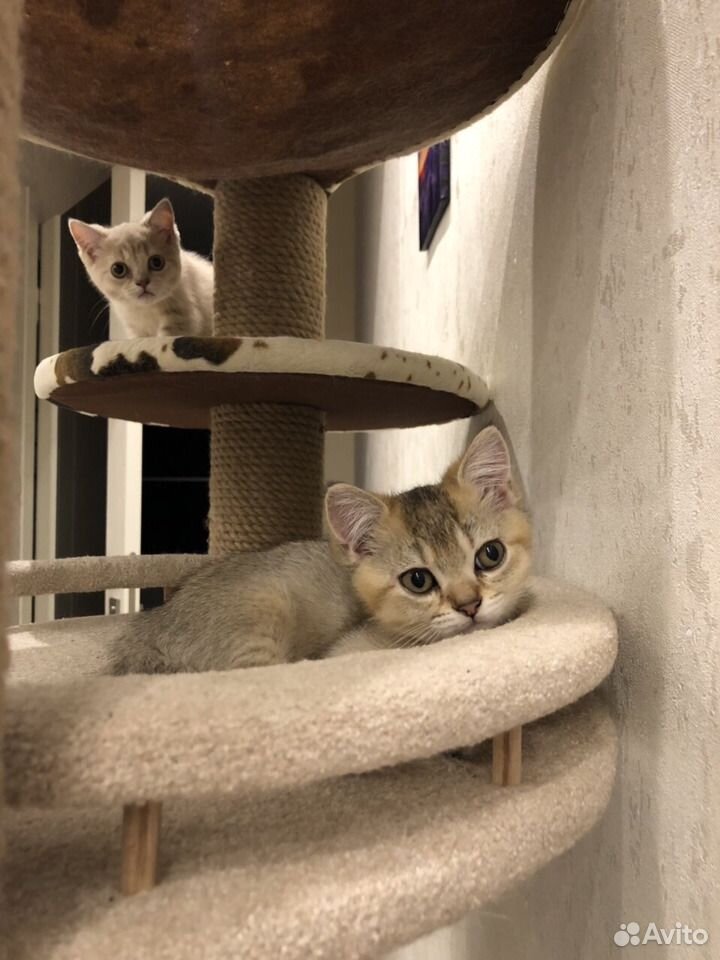 Котёнок золотой тикированный
