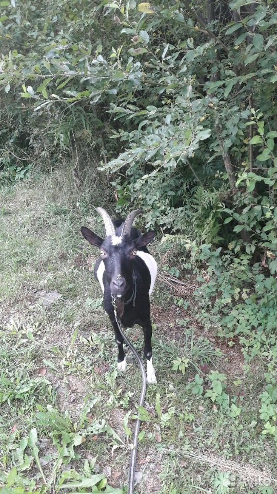 Продам высокоудойную козу