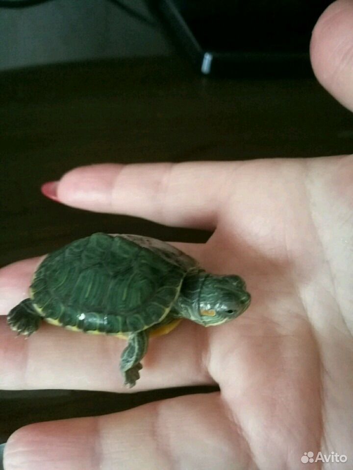Черепаха