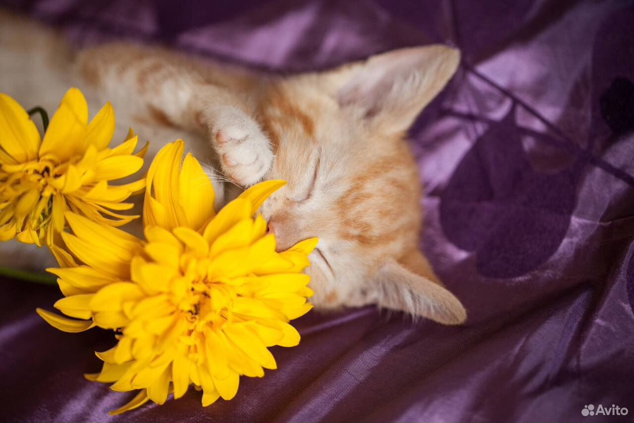 Рыжий котёнок солнышко