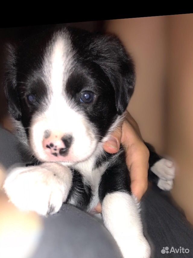 Щенок в добрые руки