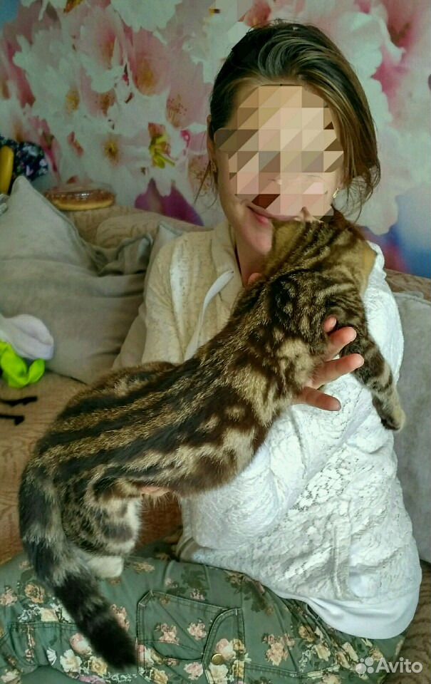 Котёнок