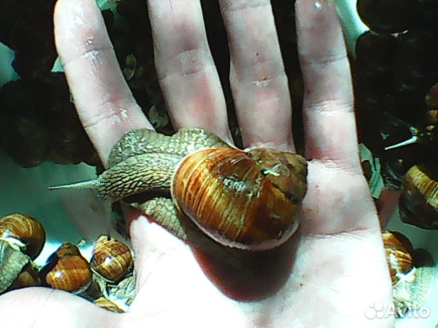 600 шт Виноградные улитки афродизиак и омоложение