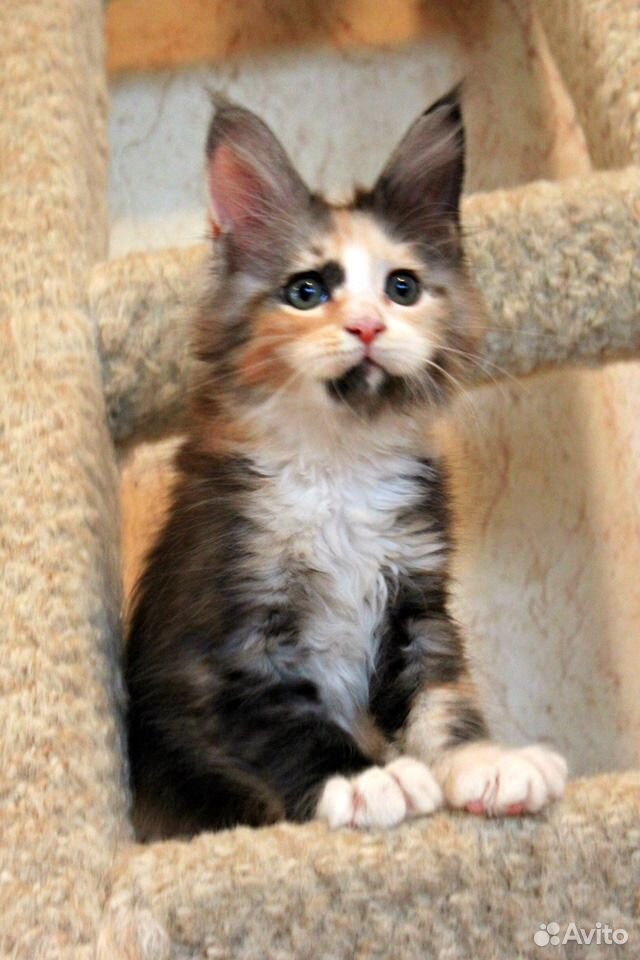 Мейн-кун девочка красотка