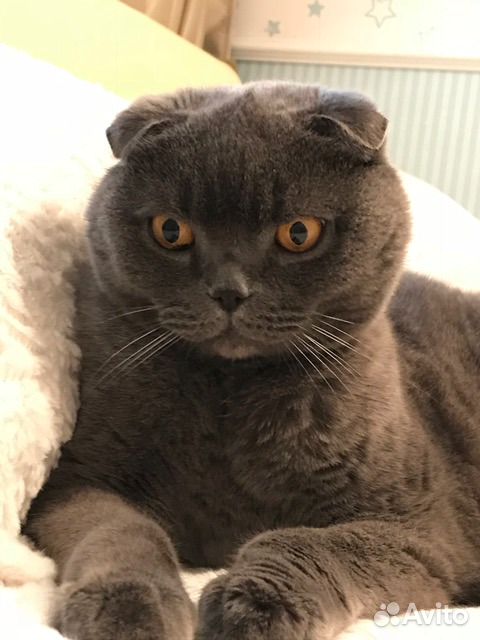 Отдам кота в добрые руки