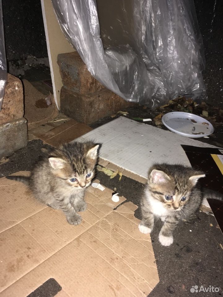 Котята беспородные