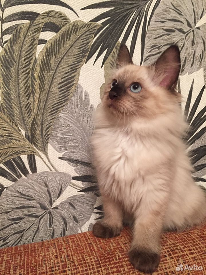 Рэгдолл котёнок последний