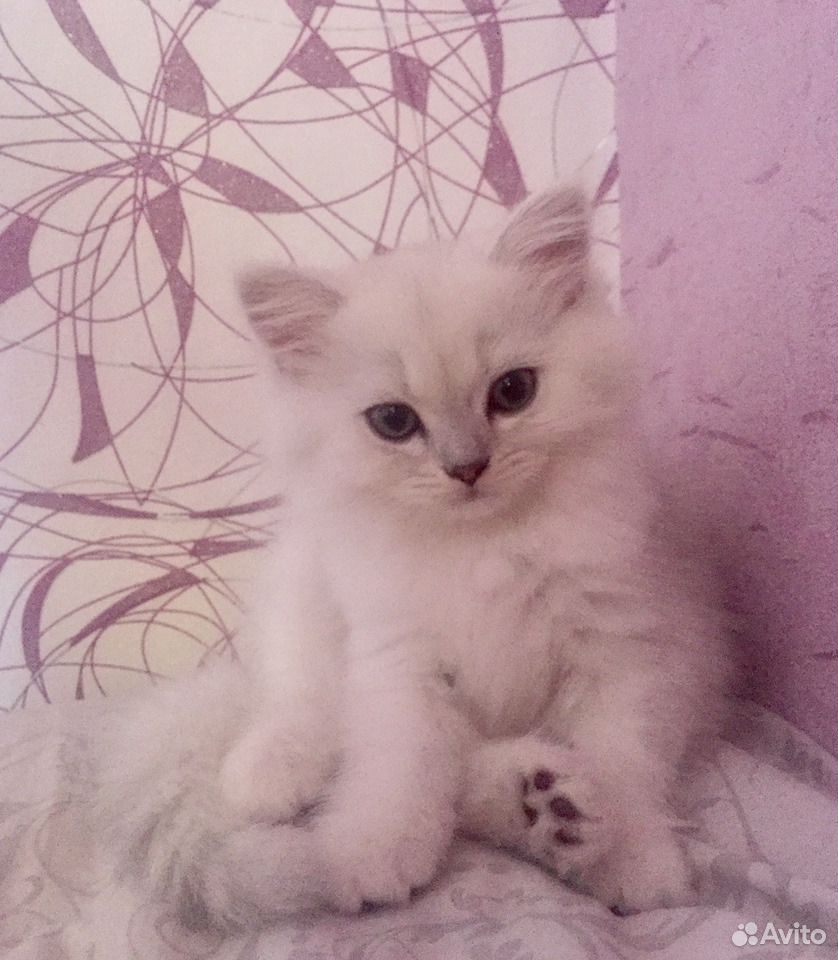 Британский шиншилловый котик