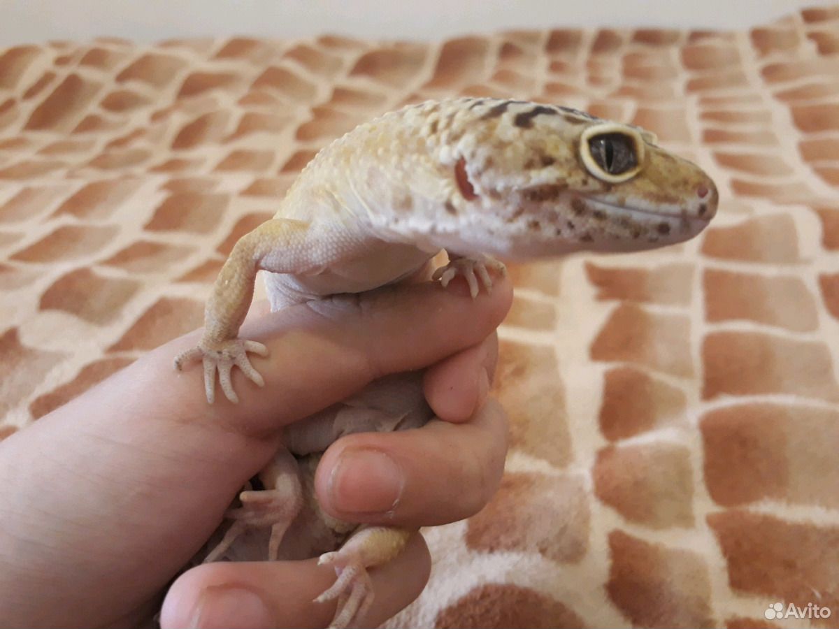 Эублефар Hypo