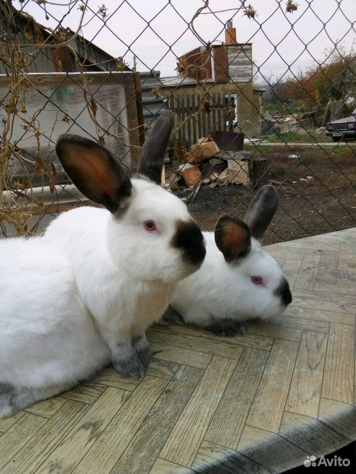 Калифорния и Серебро