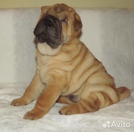 Мальчики шарпейчики