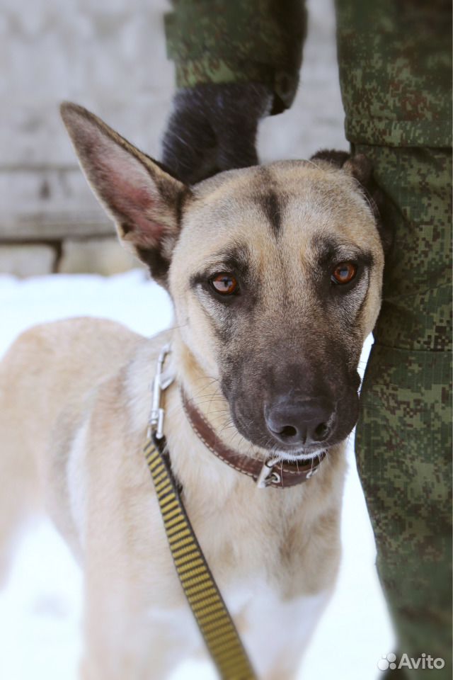 Метис Малинуа Зара