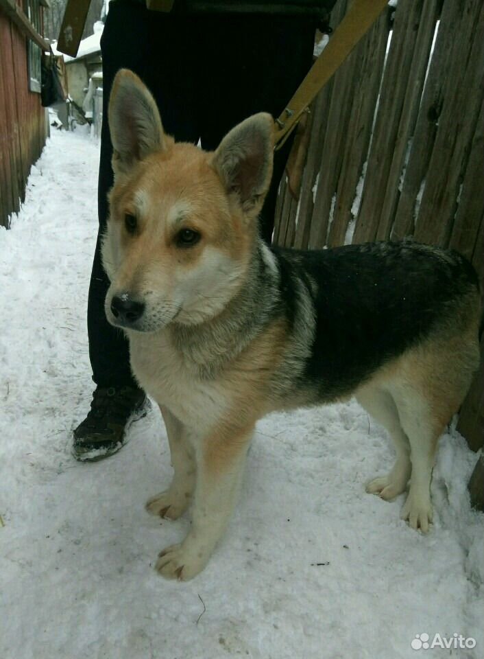 Щенок 5 месяцев кобель кастрирован