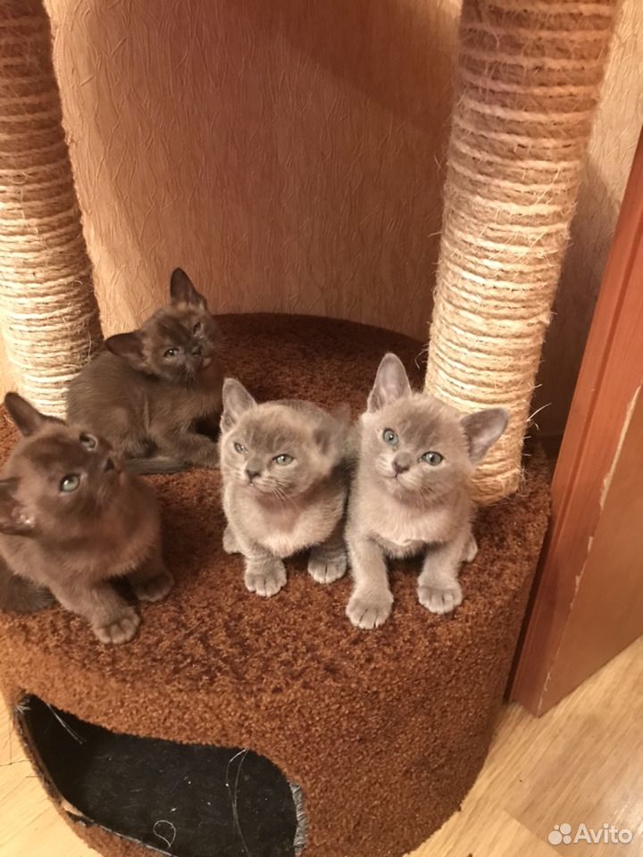 Котята Бурма