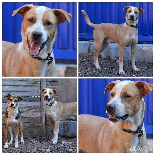 Отдам даром Ласт и Фил в добрые руки