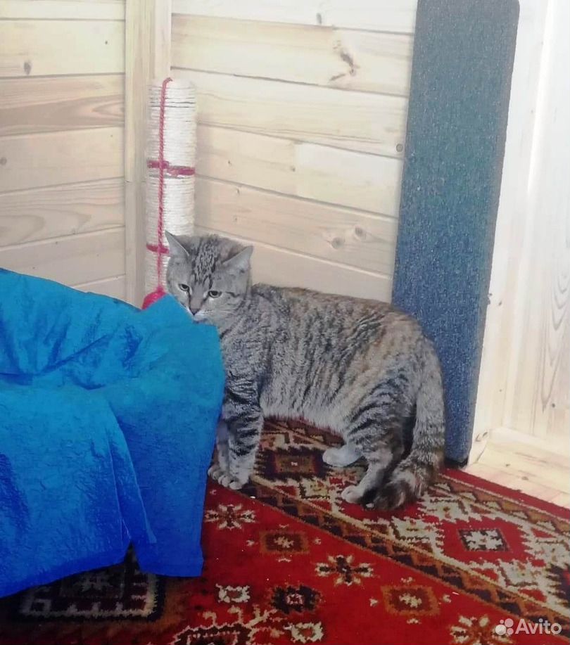 Компанейская Нева - молодая, добрая красавица