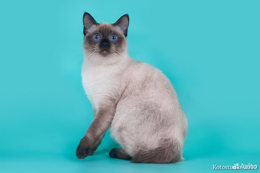 Котята с родословной